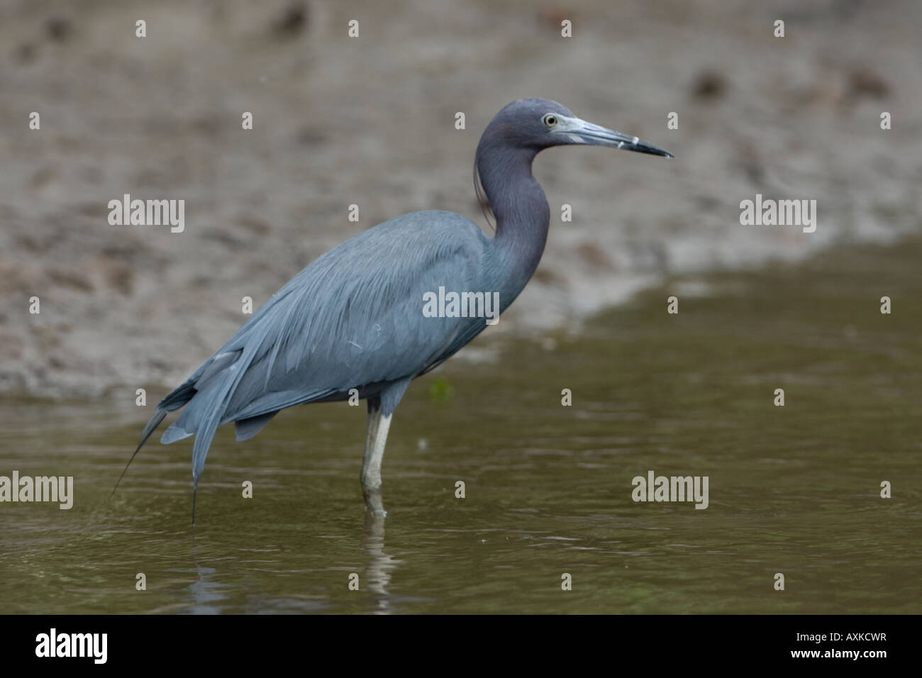Little Blue Heron Egretta caerulea Stock Photo - Alamy