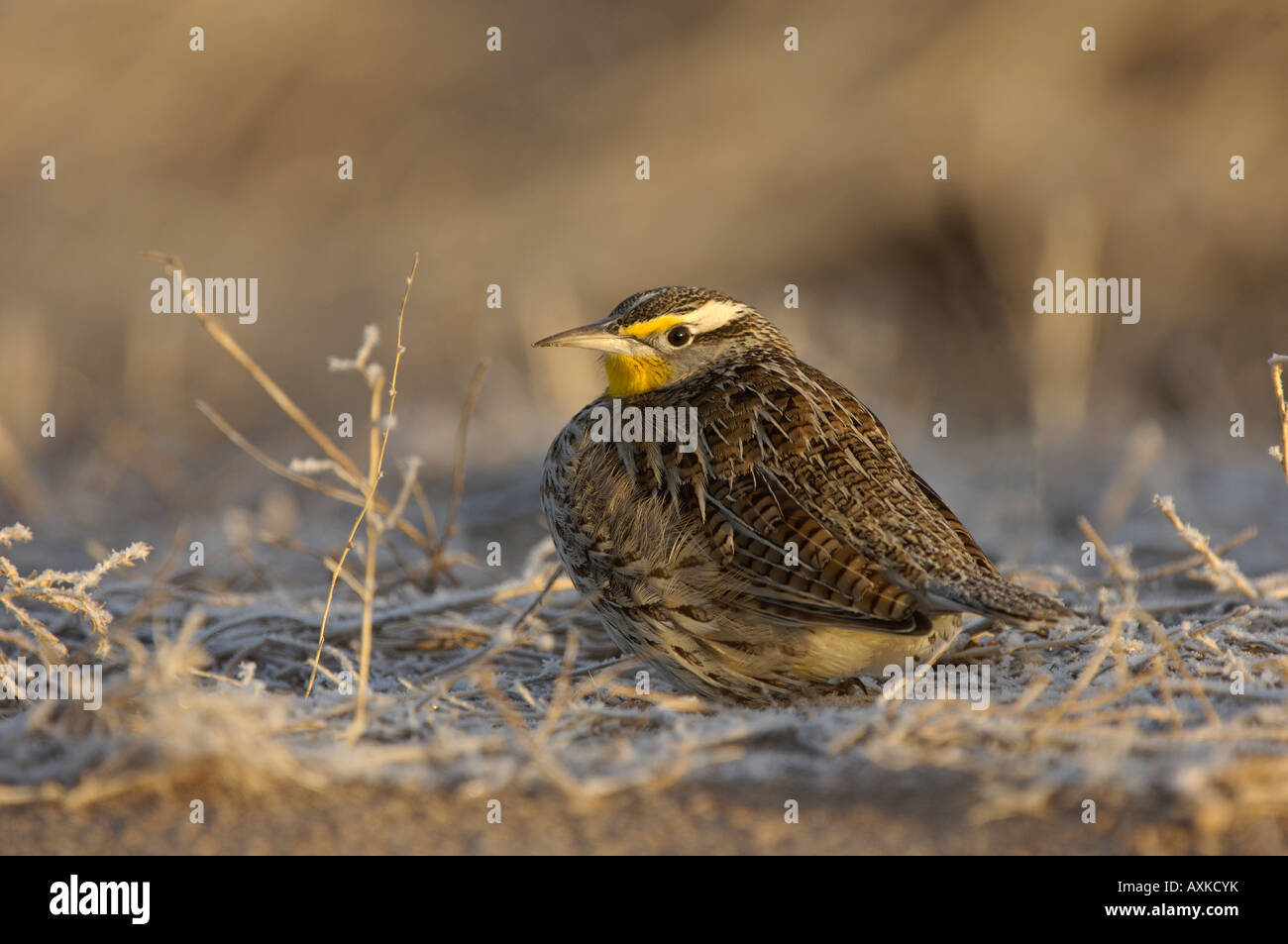 Western Meadowlark Sturnella neglecta resting on frost covered ground ...