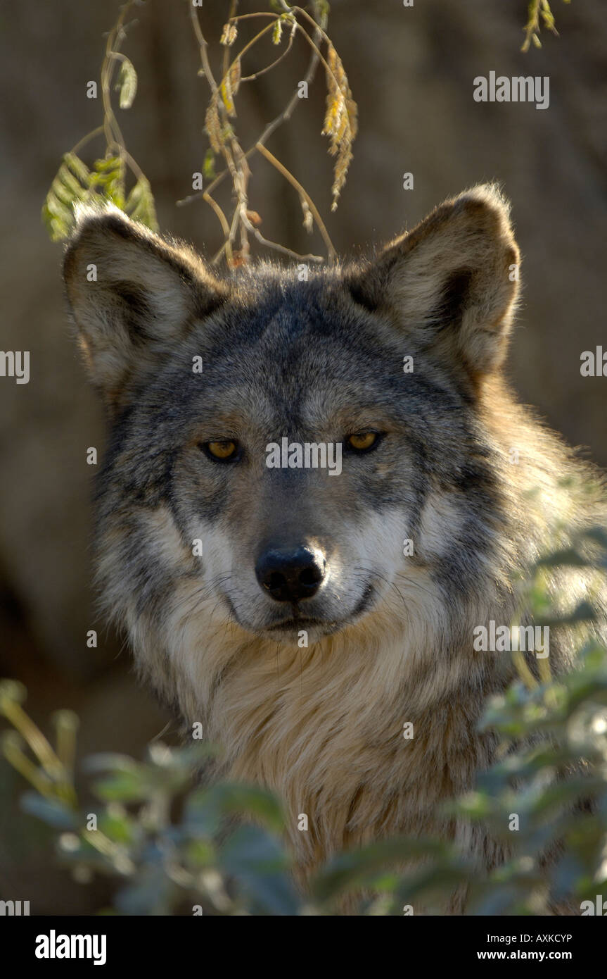 Mexican wolf hi-res stock photography and images - Alamy
