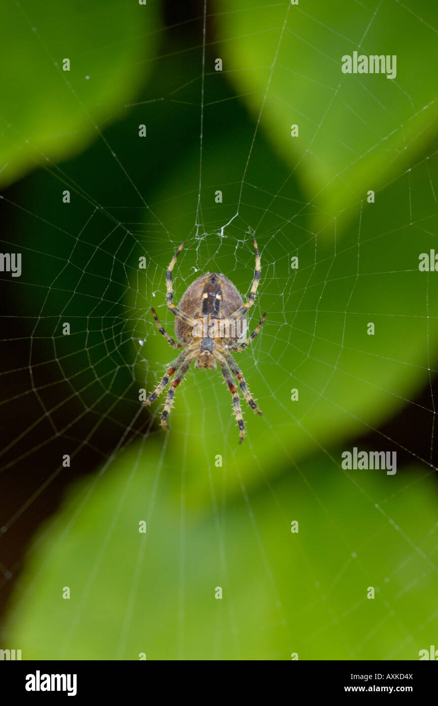 Araneus sp hi-res stock photography and images - Alamy