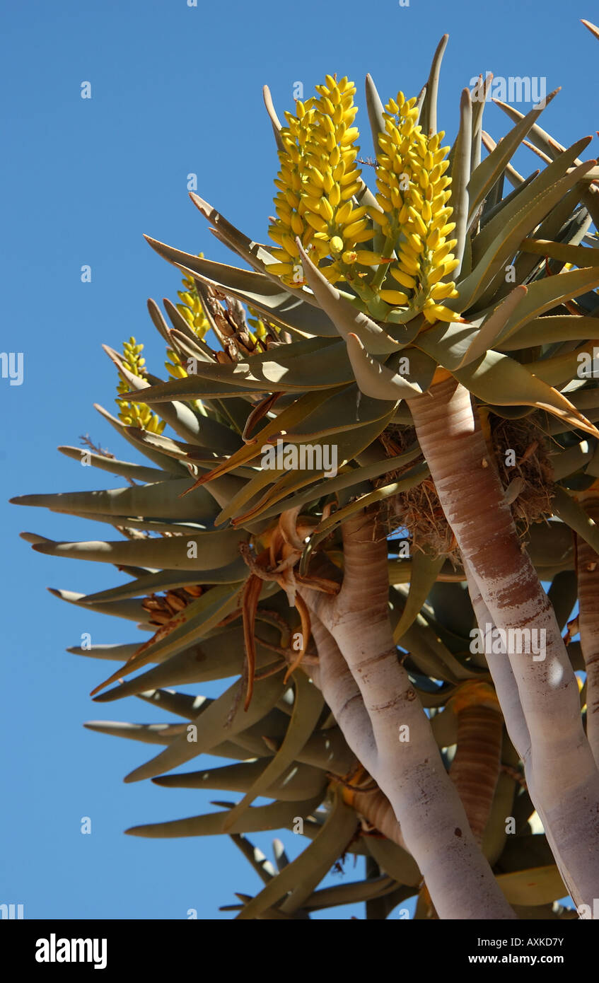 Quiver Tree flowers Aloe dichotoma Namibia Stock Photo - Alamy