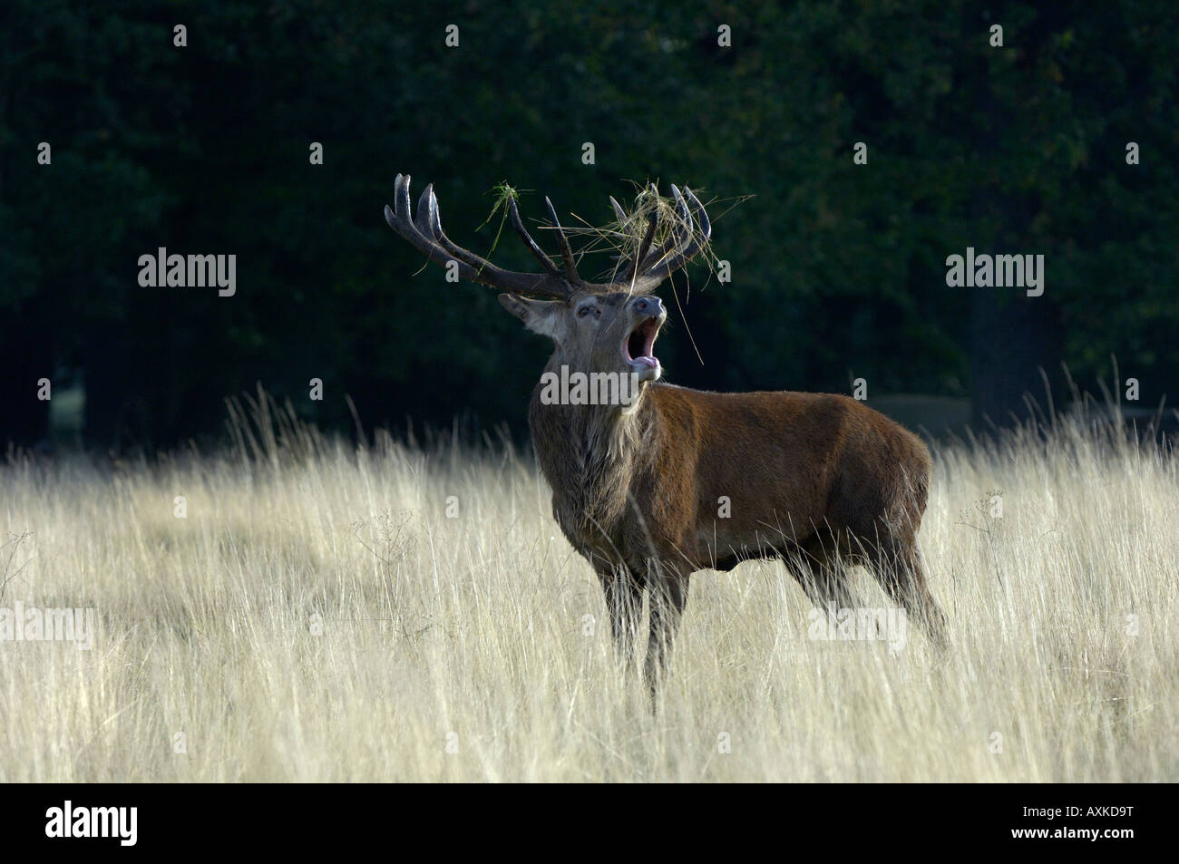 Red deer stag bugling hi-res stock photography and images - Alamy