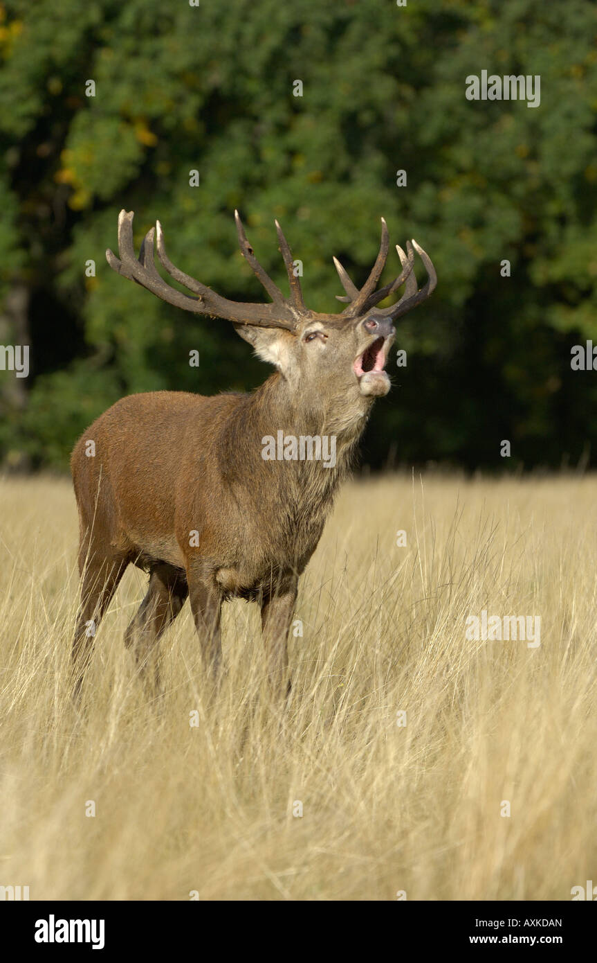 Red deer stag bugling hi-res stock photography and images - Alamy