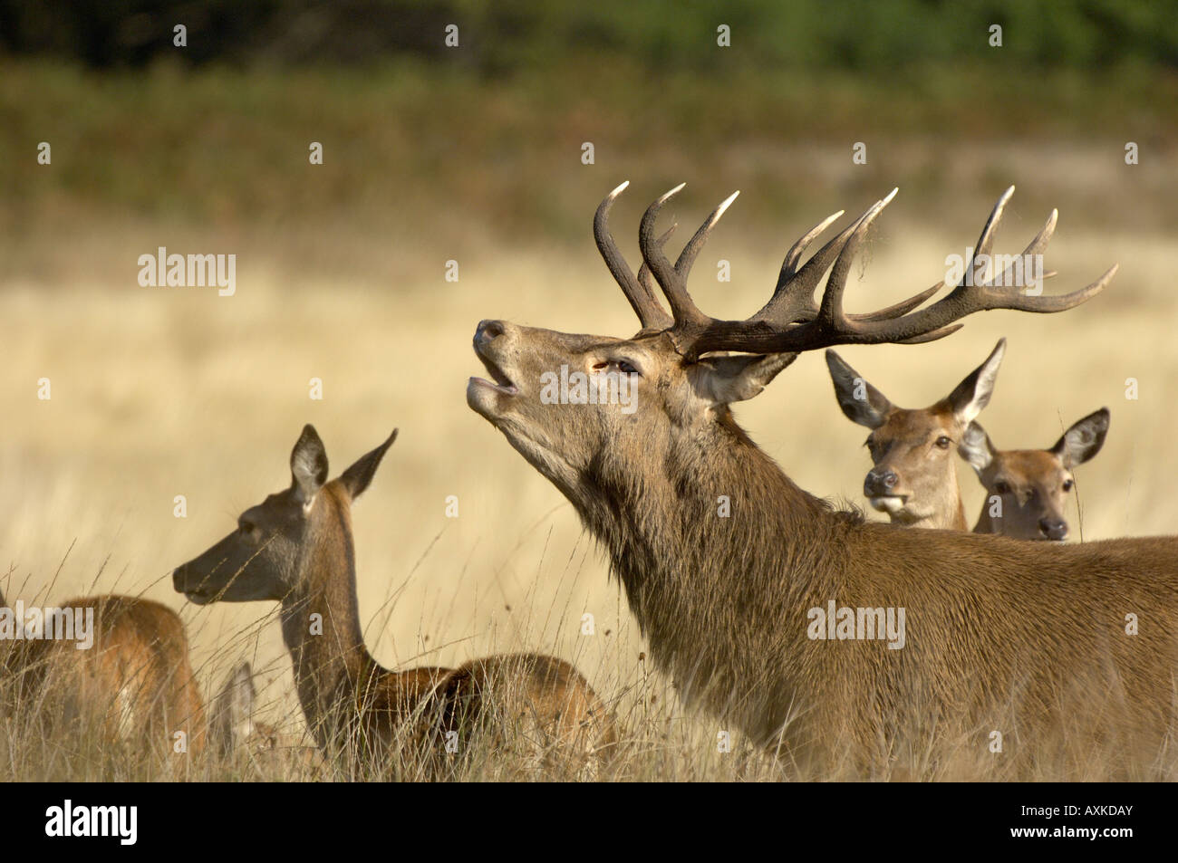 Red deer stag bugling hi-res stock photography and images - Alamy