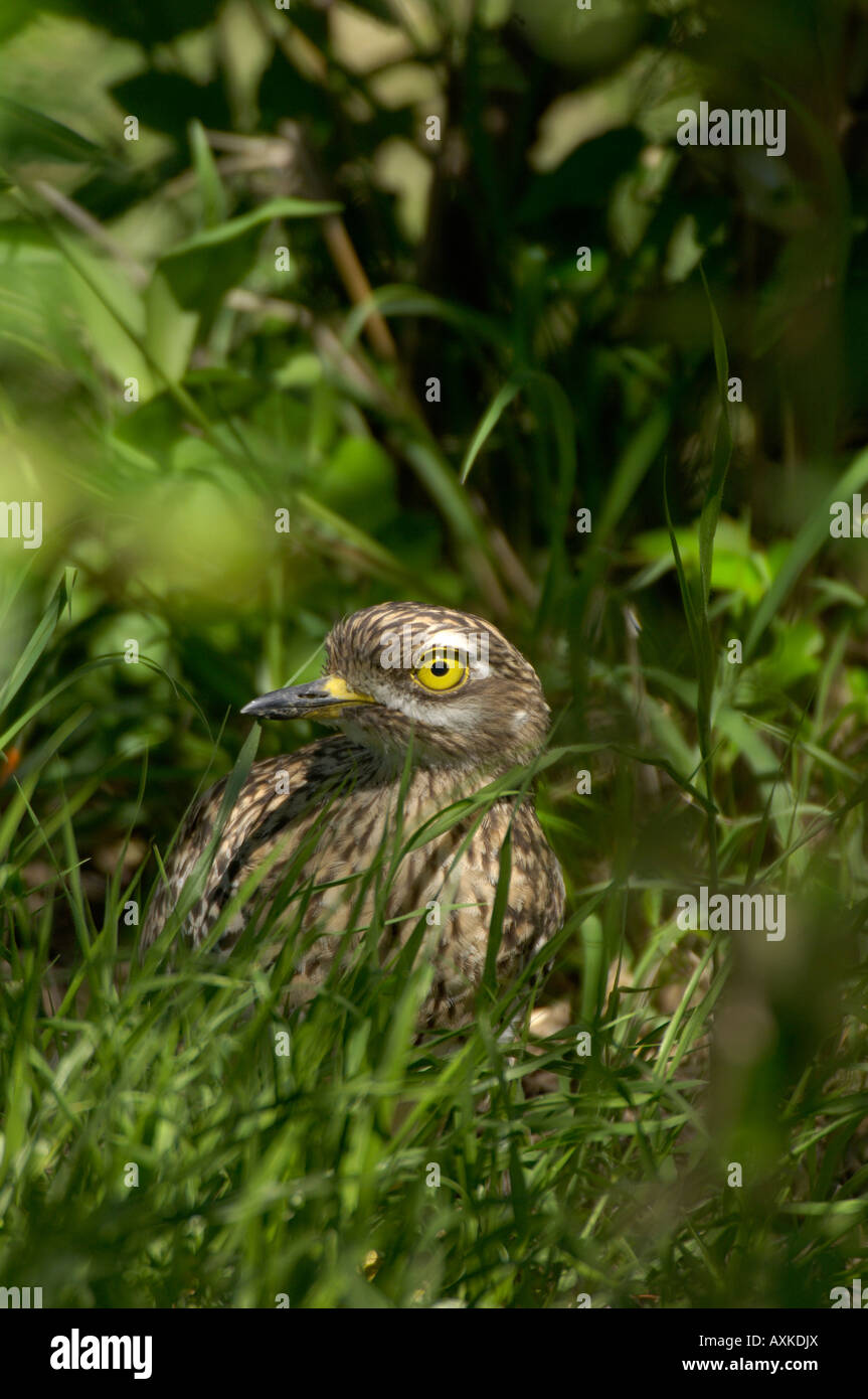 Spotted Thick knee Dikkop Burhinus capensis in long grass Masaii Mara ...