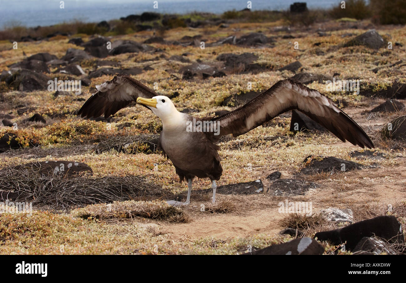 Albatross fish hi-res stock photography and images - Alamy