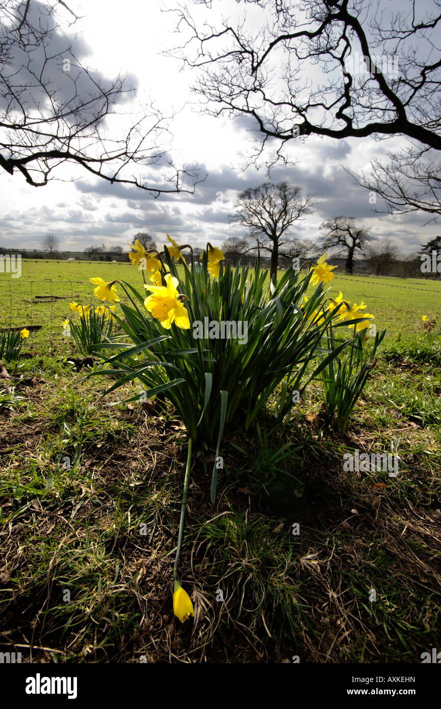 Yellow daffodil wild flowers growing wild in the countryside Stock ...