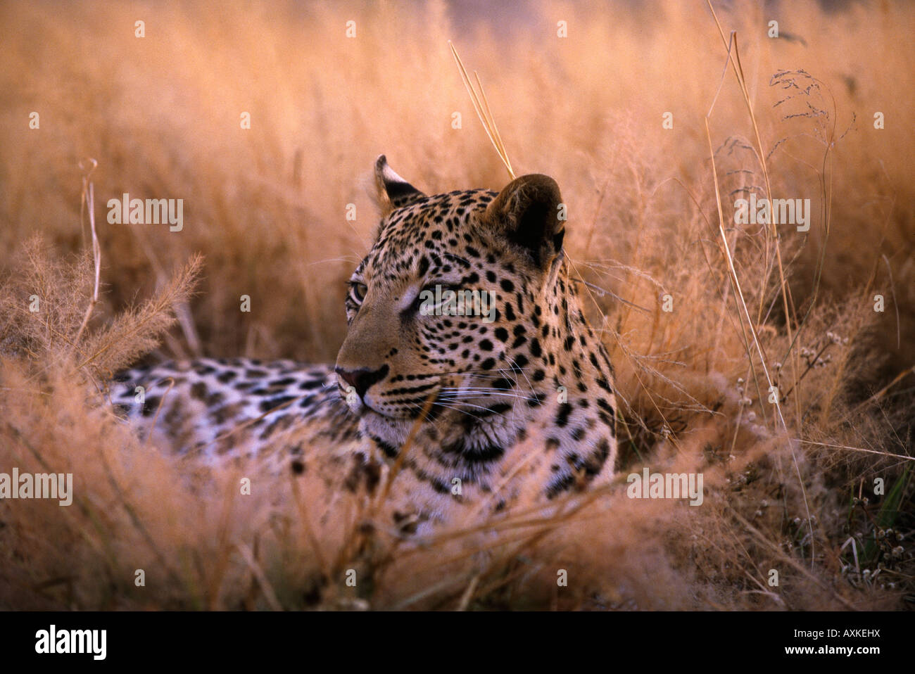 Leopard Panthera pardus portrait lying in dry grass Namibia Stock Photo ...
