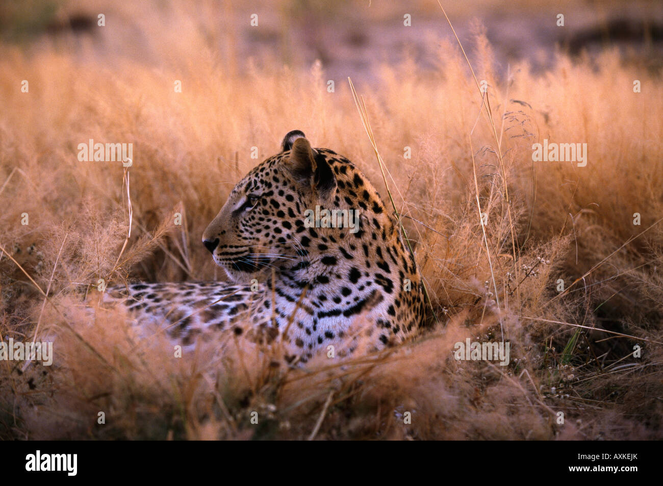 Leopard Panthera pardus portrait lying in dry grass Namibia Stock Photo ...