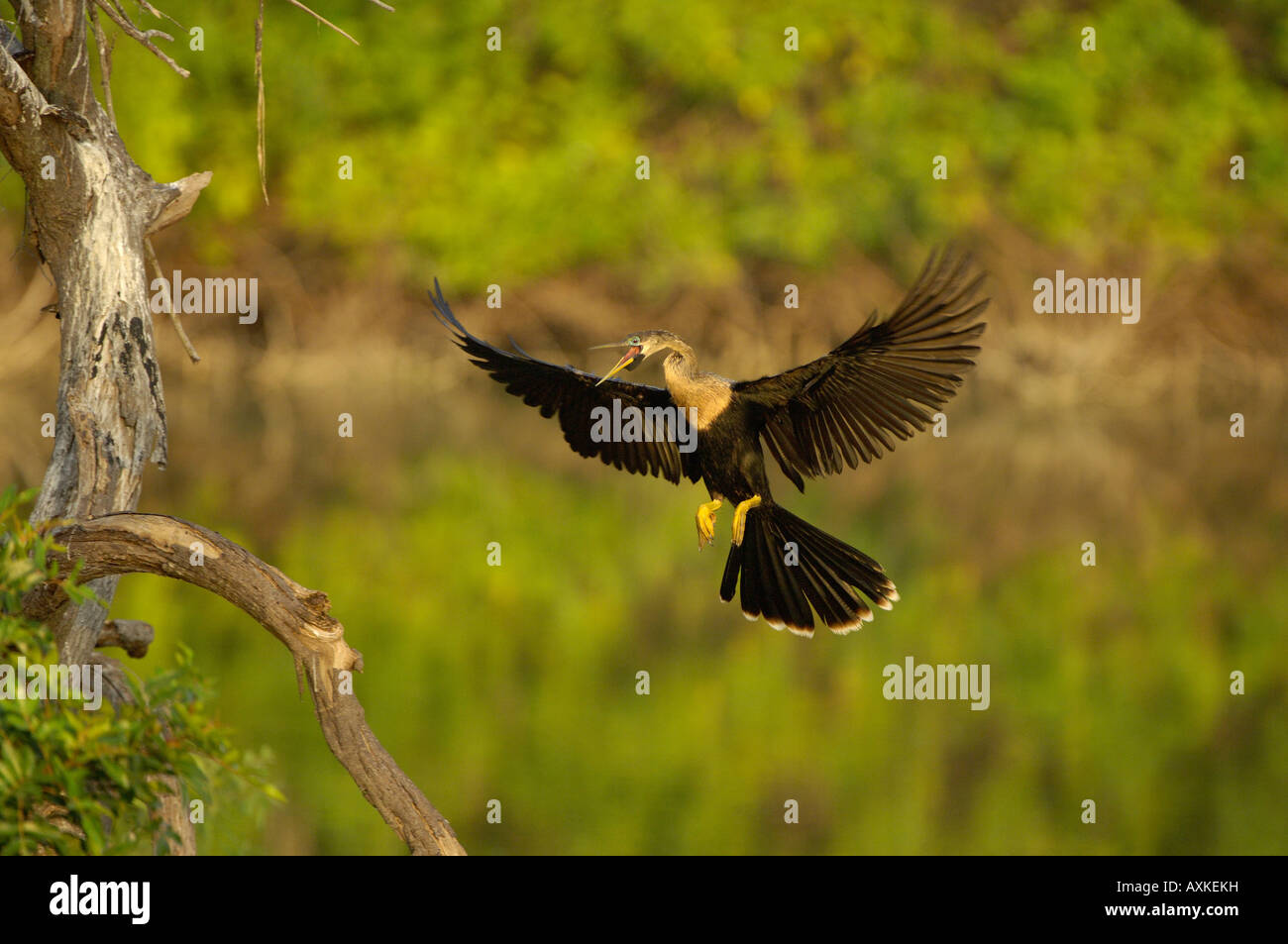 Anhinga Anhinga anhinga Florida USA in flight about to land wings ...