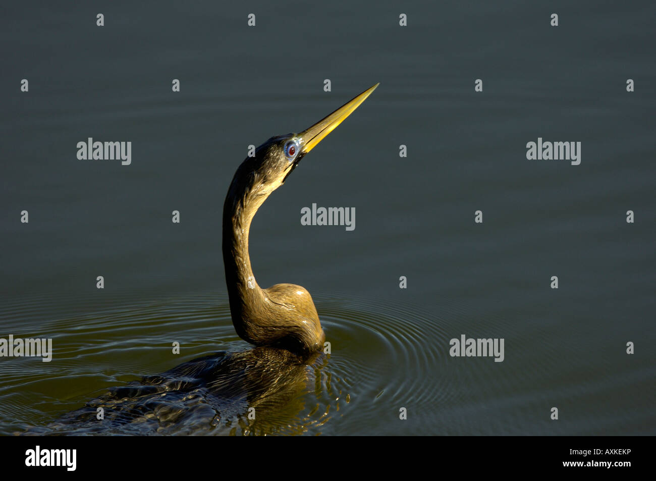 Anhinga Anhinga anhinga Florida USA swimming on surface of water Stock ...
