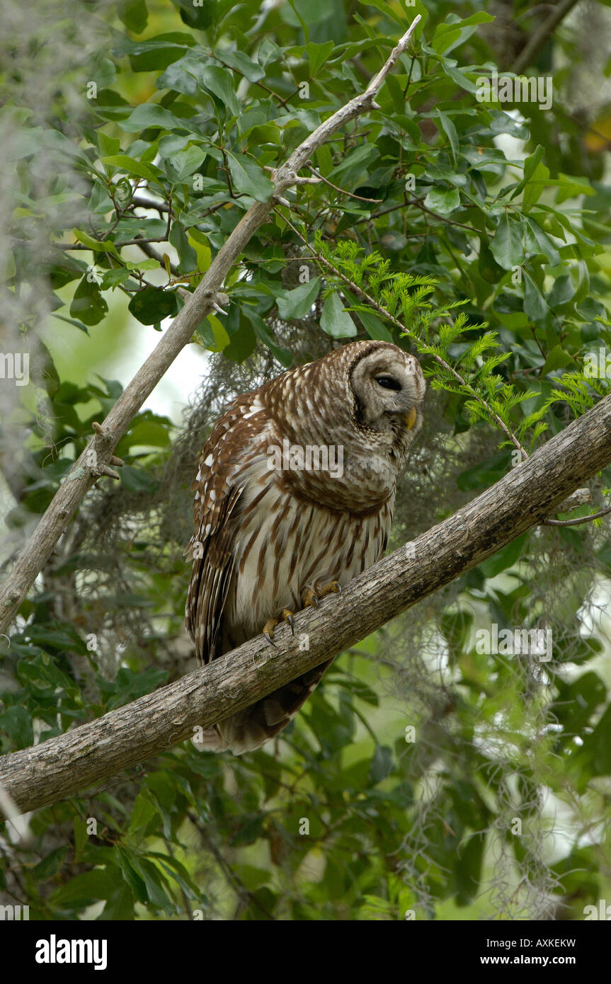 Barred Owl Strix varia Florida USA Stock Photo - Alamy