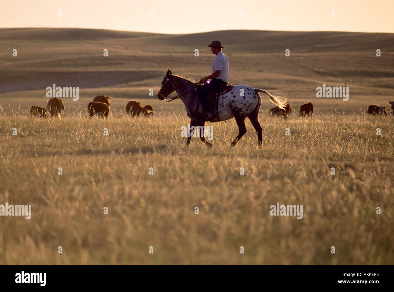 Rancher Buck Holmes riding a horse looking after his cattle in Wyoming ...