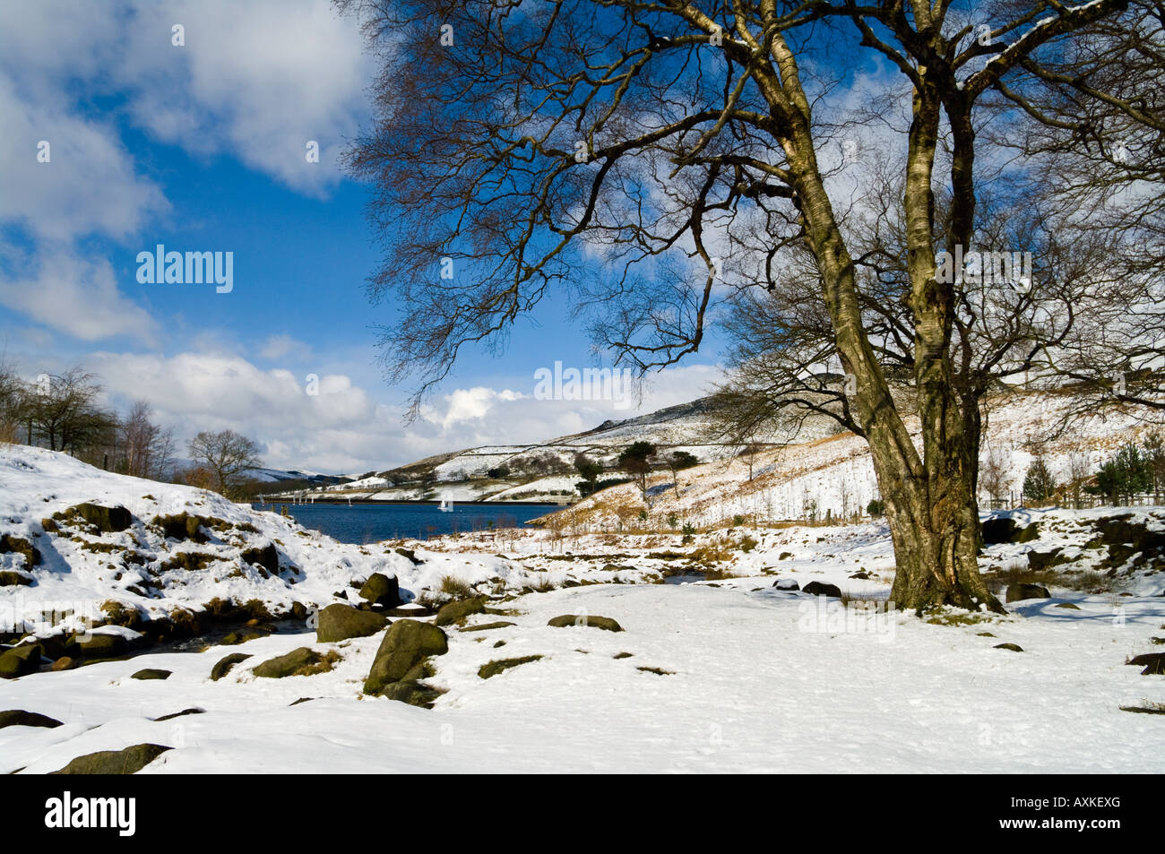 Birch tree in snow at Dovestones Reservoir, Chew Valley, Greenfield ...