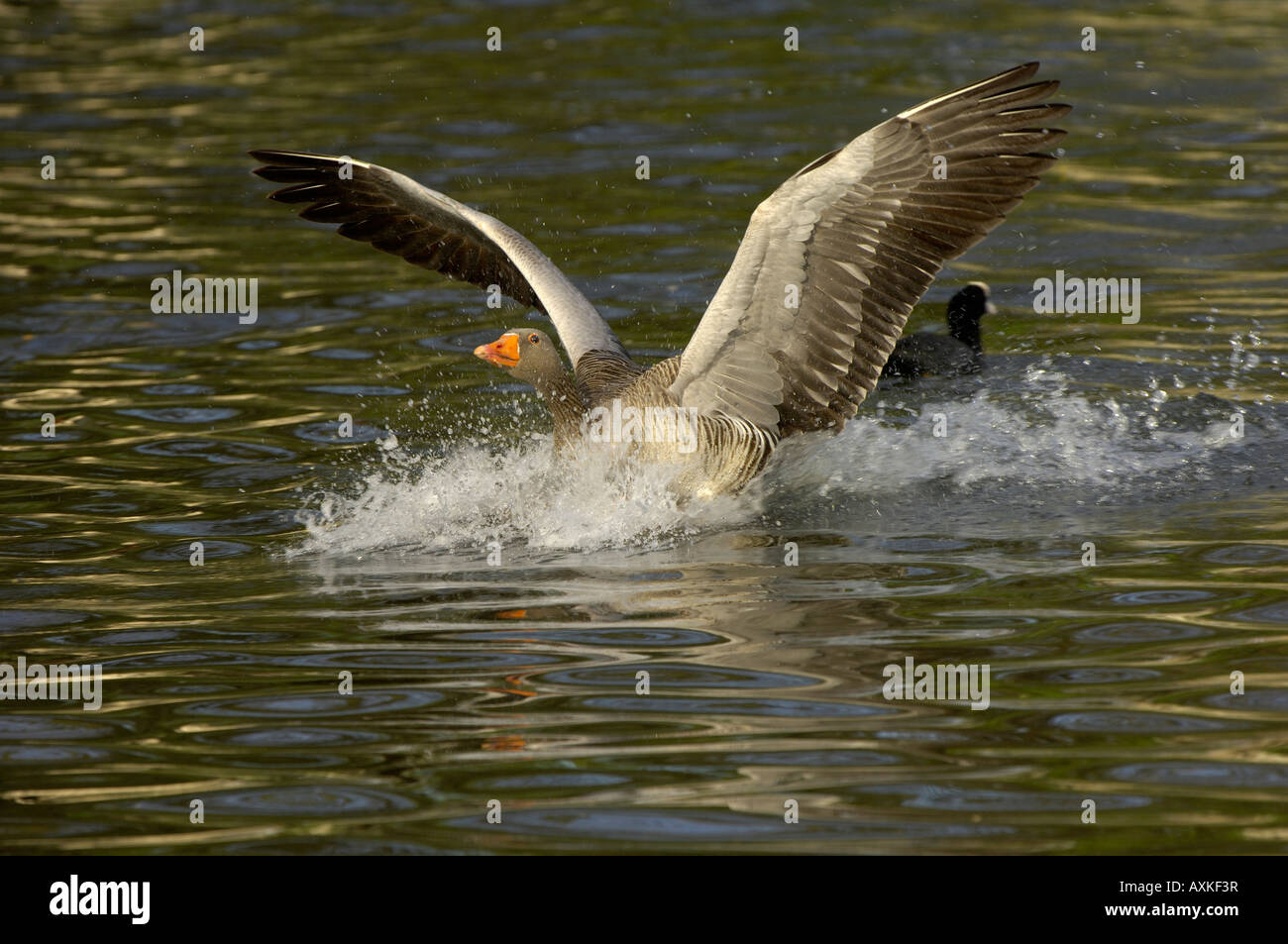 Greylag goose anser anser landing hi-res stock photography and images ...