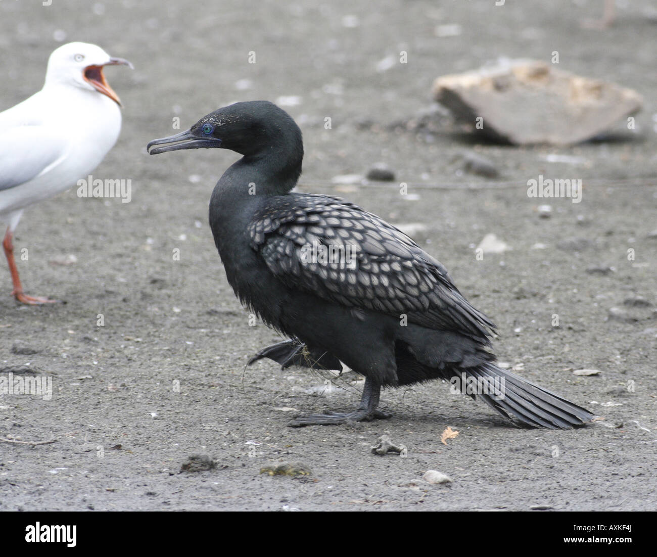 Australian water bird walking on shore Stock Photo - Alamy