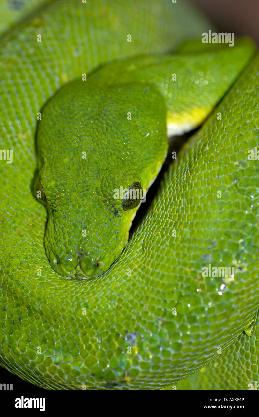 Green Tree Python Morelia viridis native of Papua New Guinea Indonesia ...