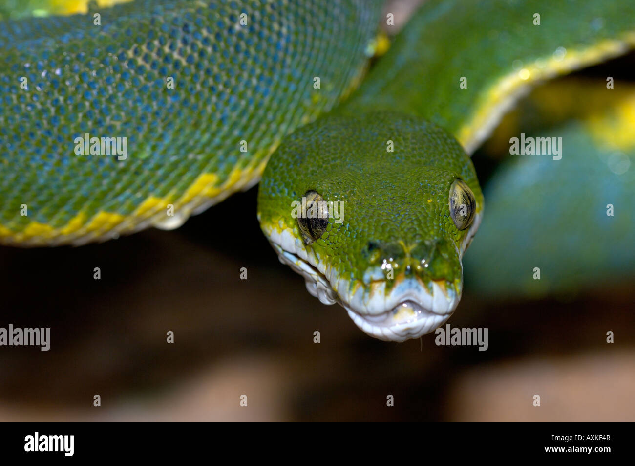 Green Tree Python Morelia viridis native of Papua New Guinea Australia ...
