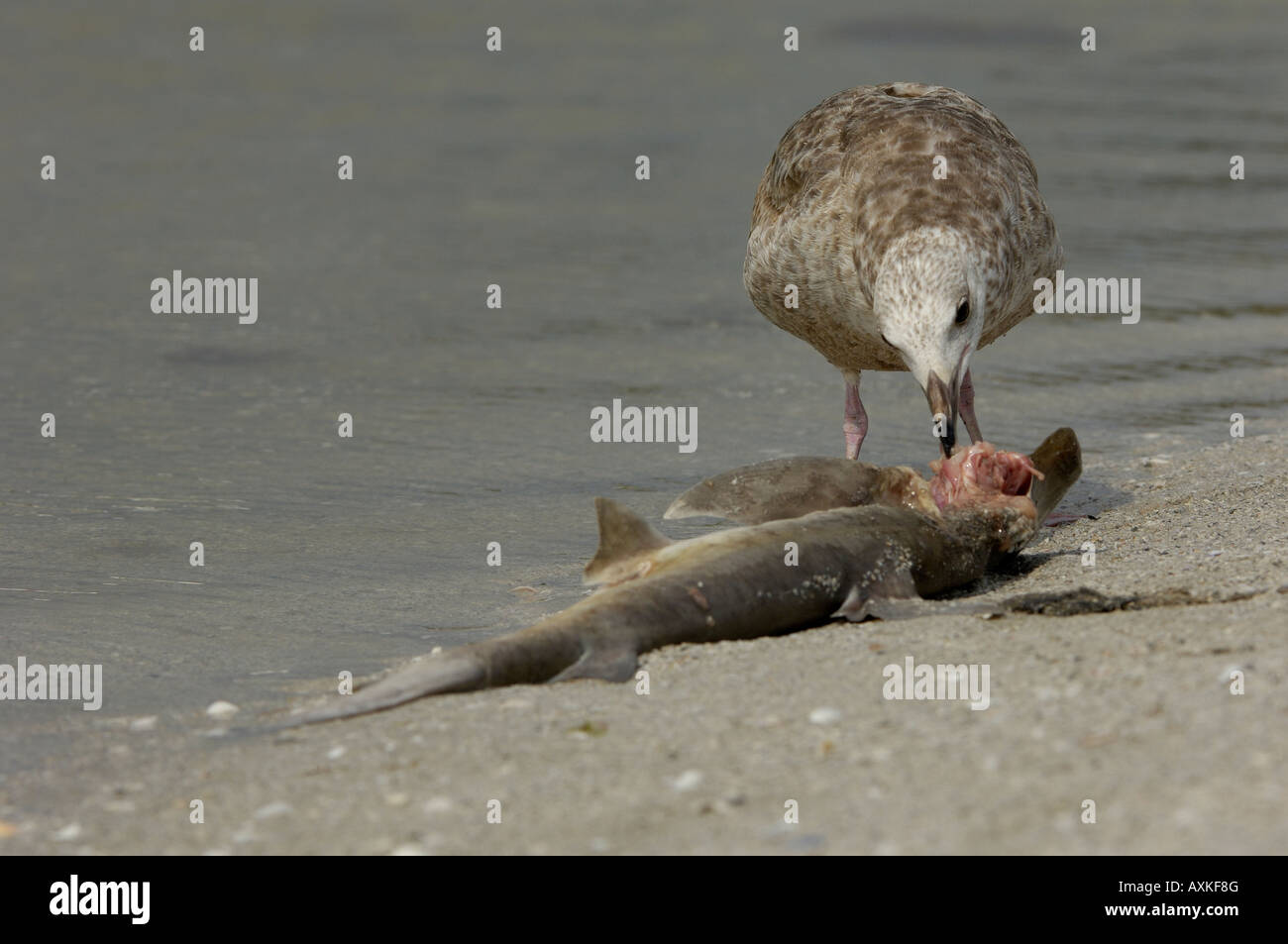 Gull feeding on dead Scalloped Hammerhead Shark Sphyrna lewini Florida ...