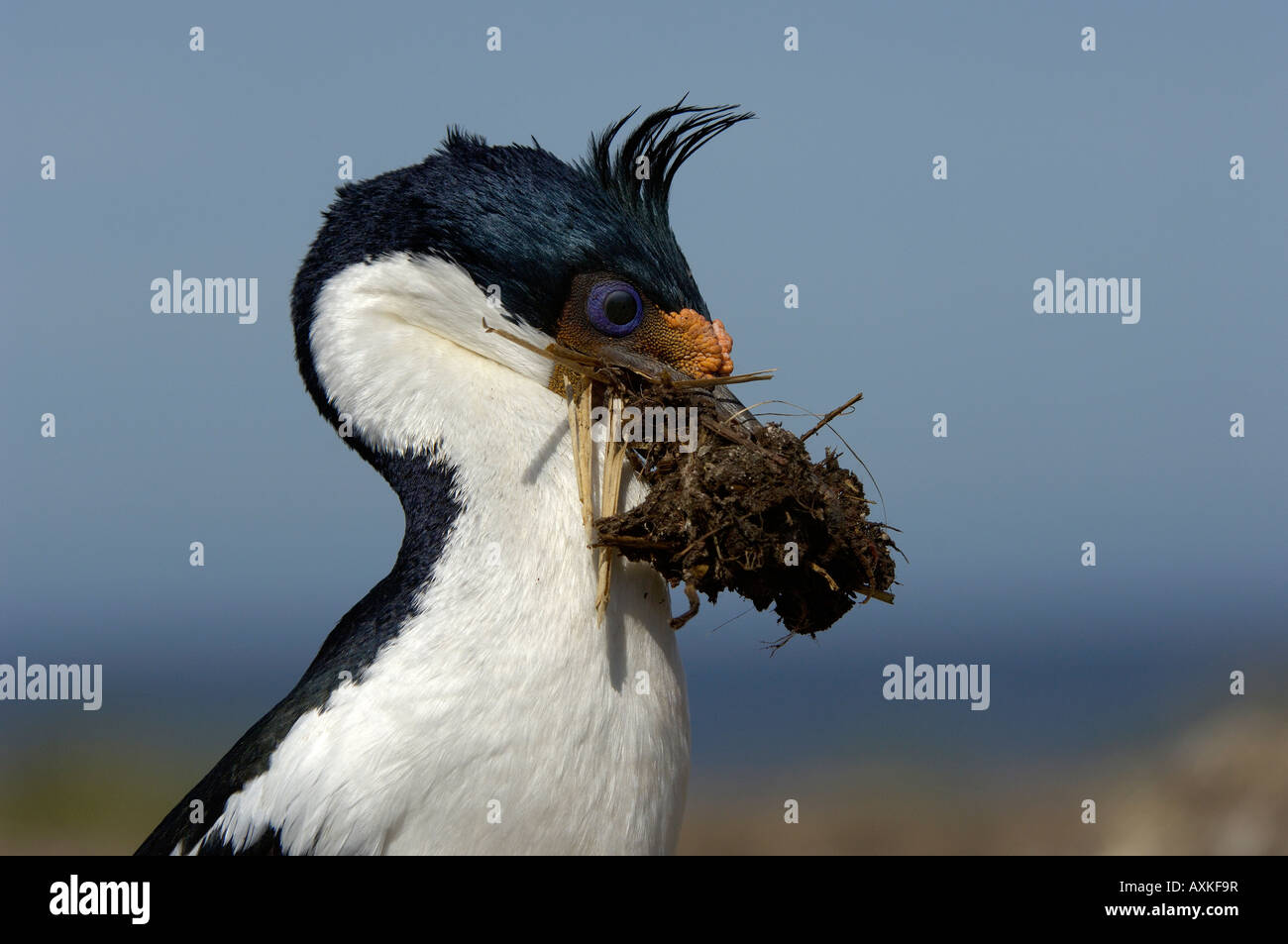 King Cormorant Phalacrocorax atriceps also known as Imperial Cormorant ...