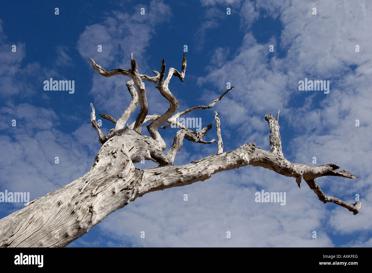 Leadwood tree hi-res stock photography and images - Alamy