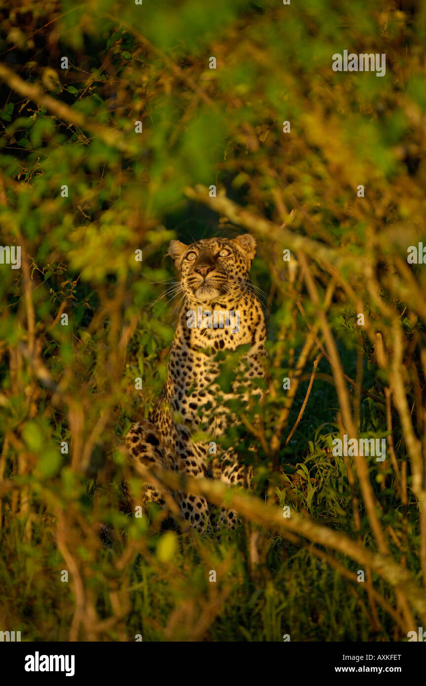 Leopard looking upwards hi-res stock photography and images - Alamy