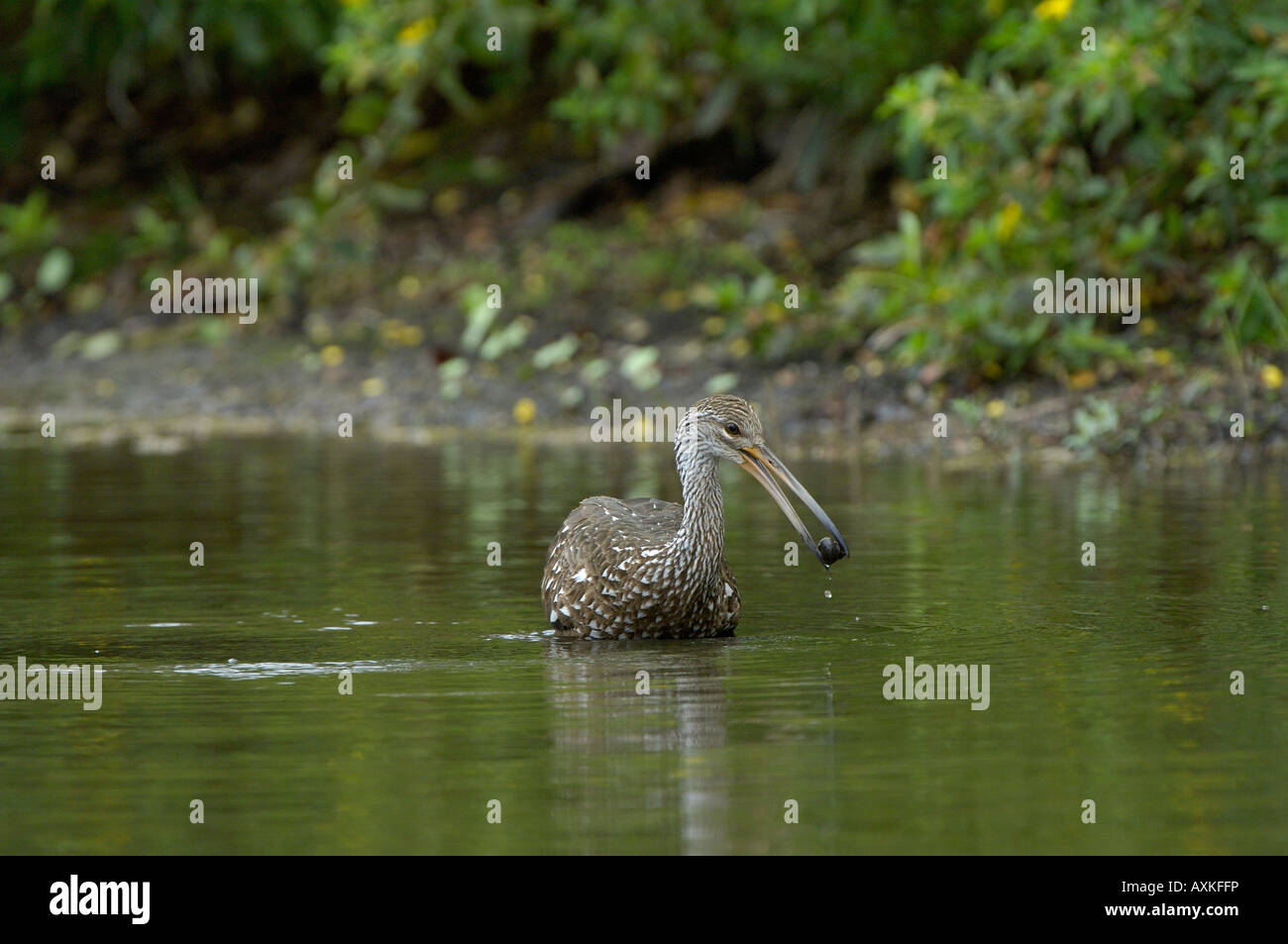 Limpkin Aramus guarauna Florida USA feeding on snail Stock Photo - Alamy