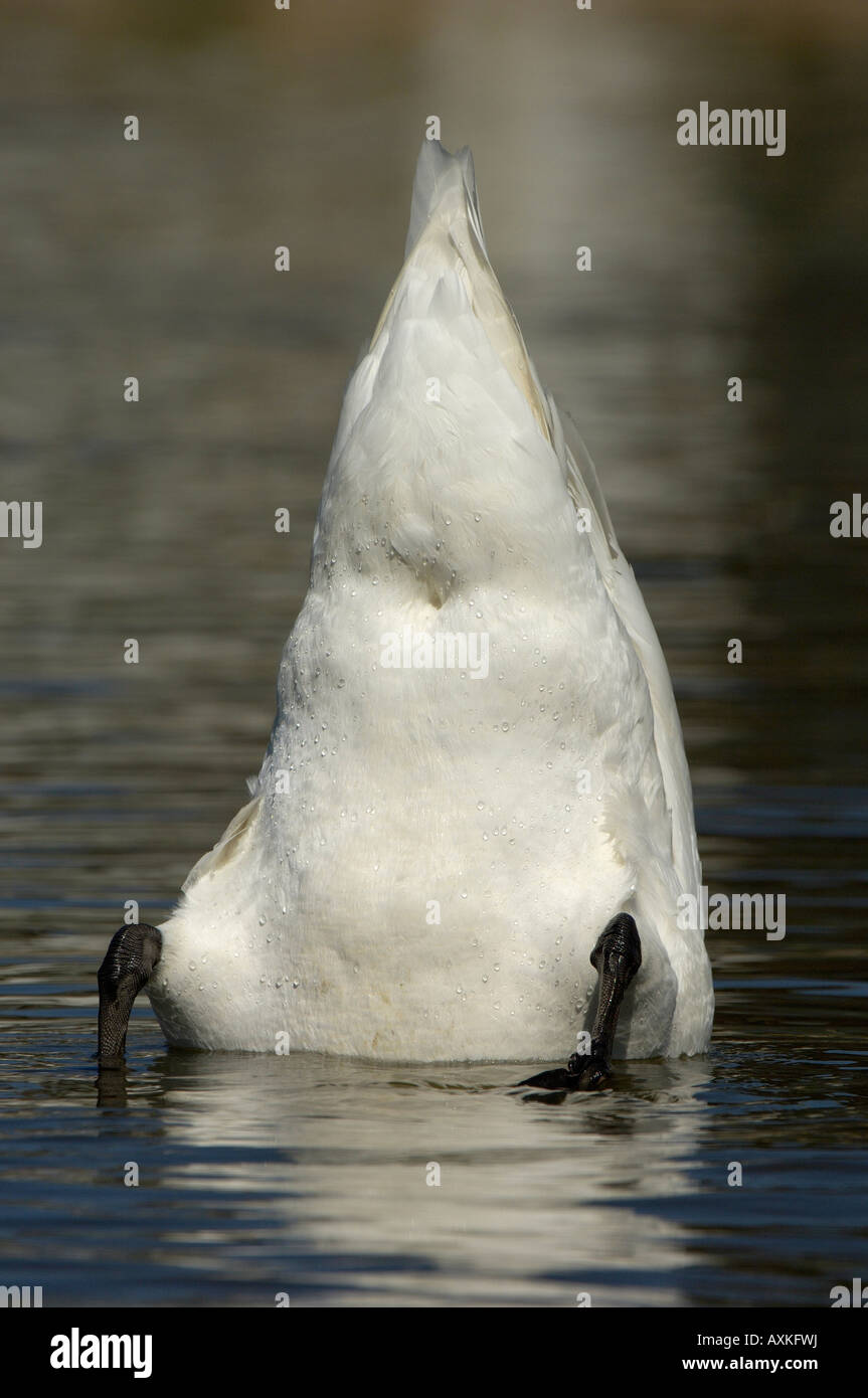 Up ended mute swan feeding hi-res stock photography and images - Alamy