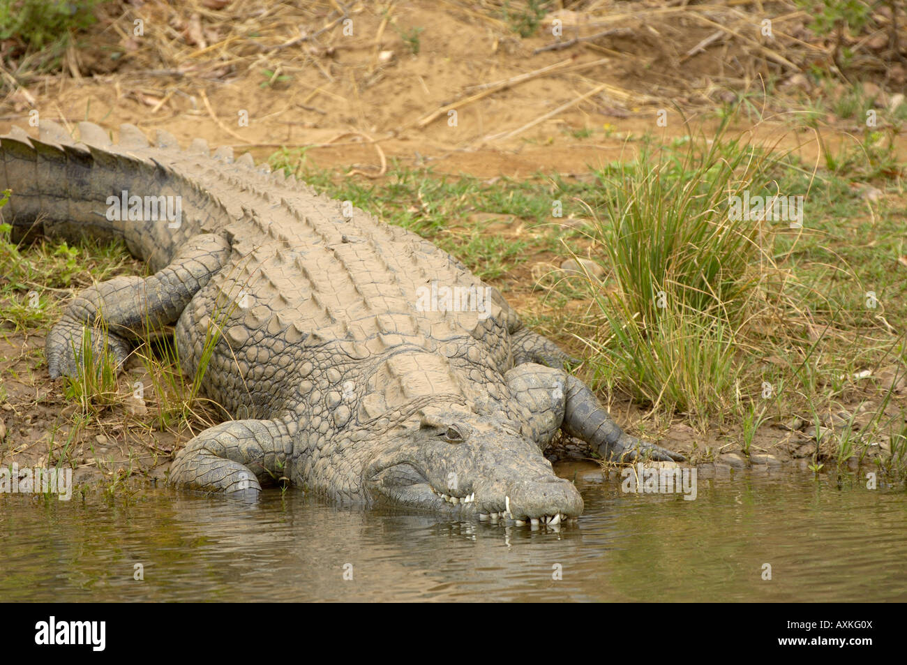 Nile Crocodile Crocodylus niloticus Shire River Malawi resting on river ...