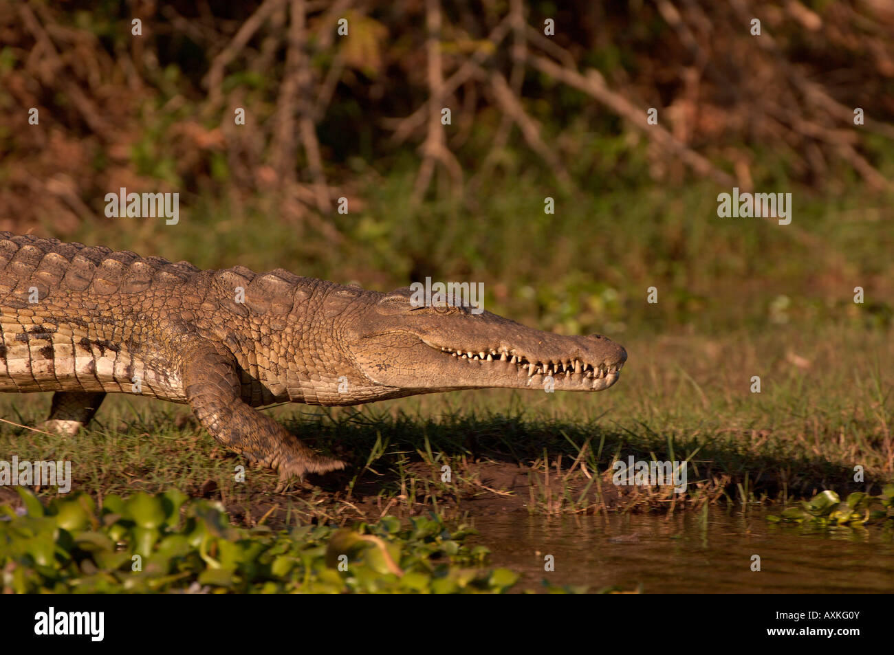 Crocodile shire river hi-res stock photography and images - Alamy