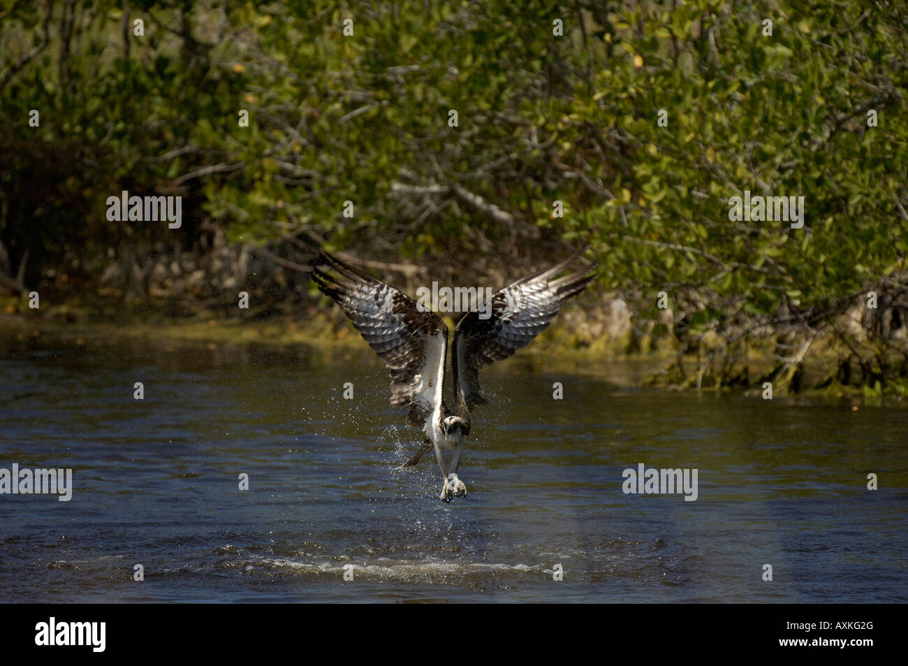 Missed catch hi-res stock photography and images - Alamy