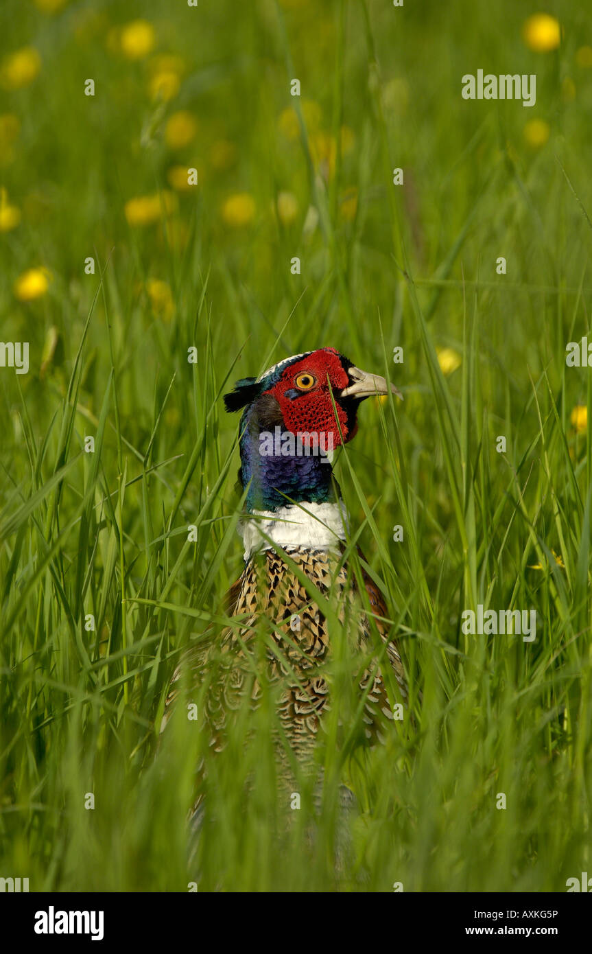 Pheasant hiding in long grass hi-res stock photography and images - Alamy