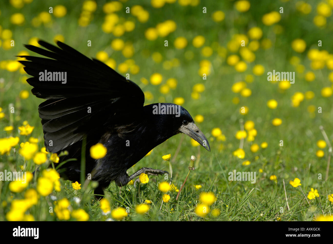 Rook Corvus frugilegus in buttercup field Oxfordshire UK Stock Photo ...