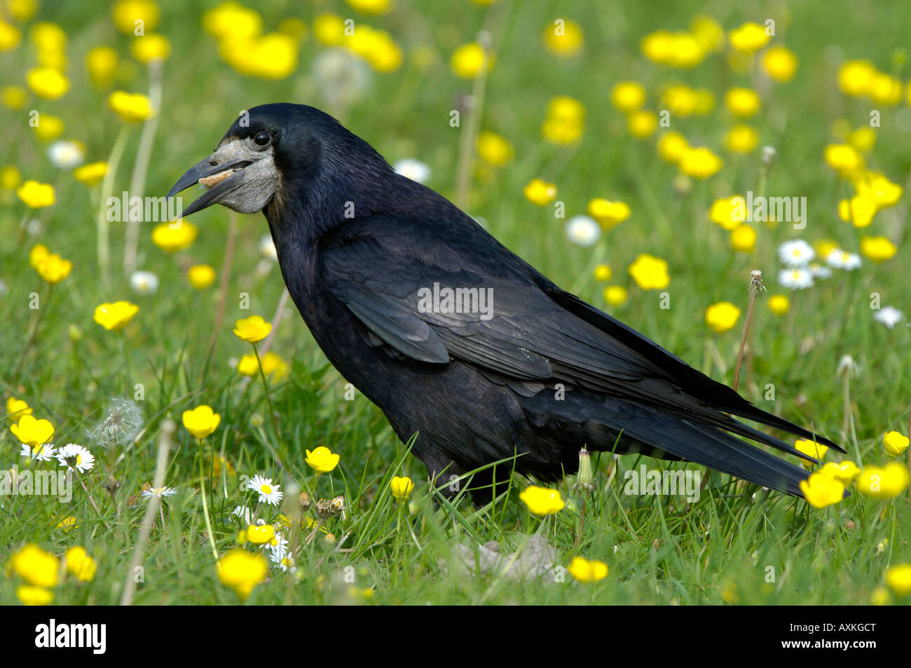 Rook uk eating hi-res stock photography and images - Alamy