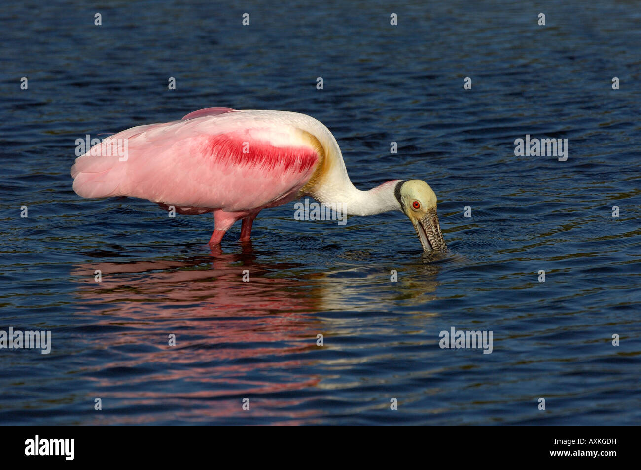Roseate spoonbill ajaia ajaia red spoonbill hi-res stock photography ...