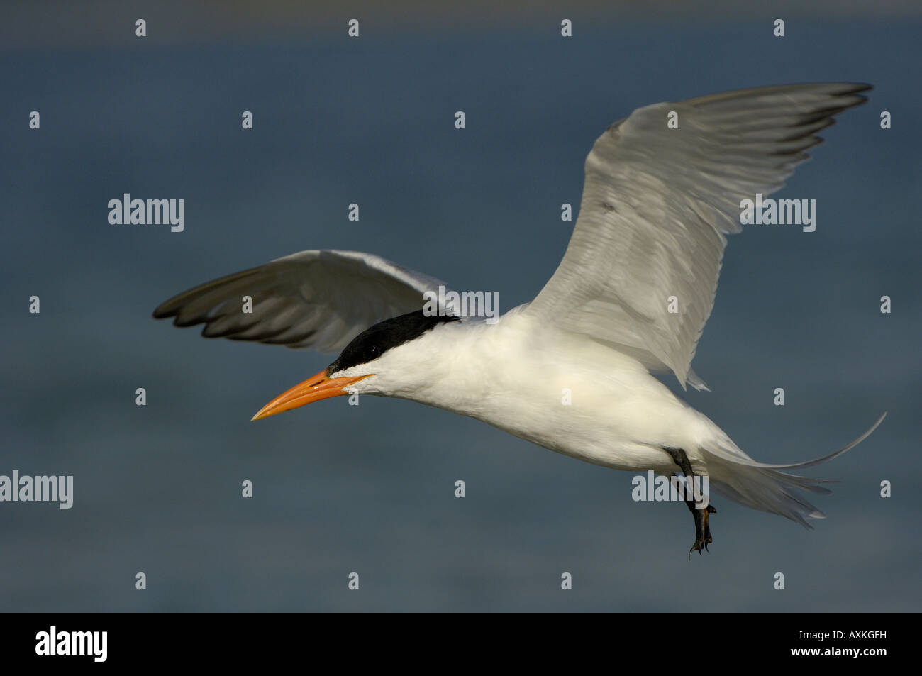 Royal Tern Sterna maxima Florida USA in flight Stock Photo - Alamy