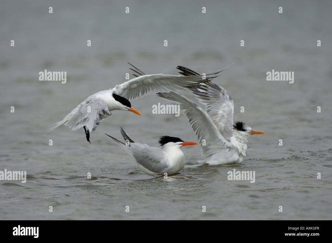 Royal Tern Sterna maxima Florida USA three together on water Stock ...