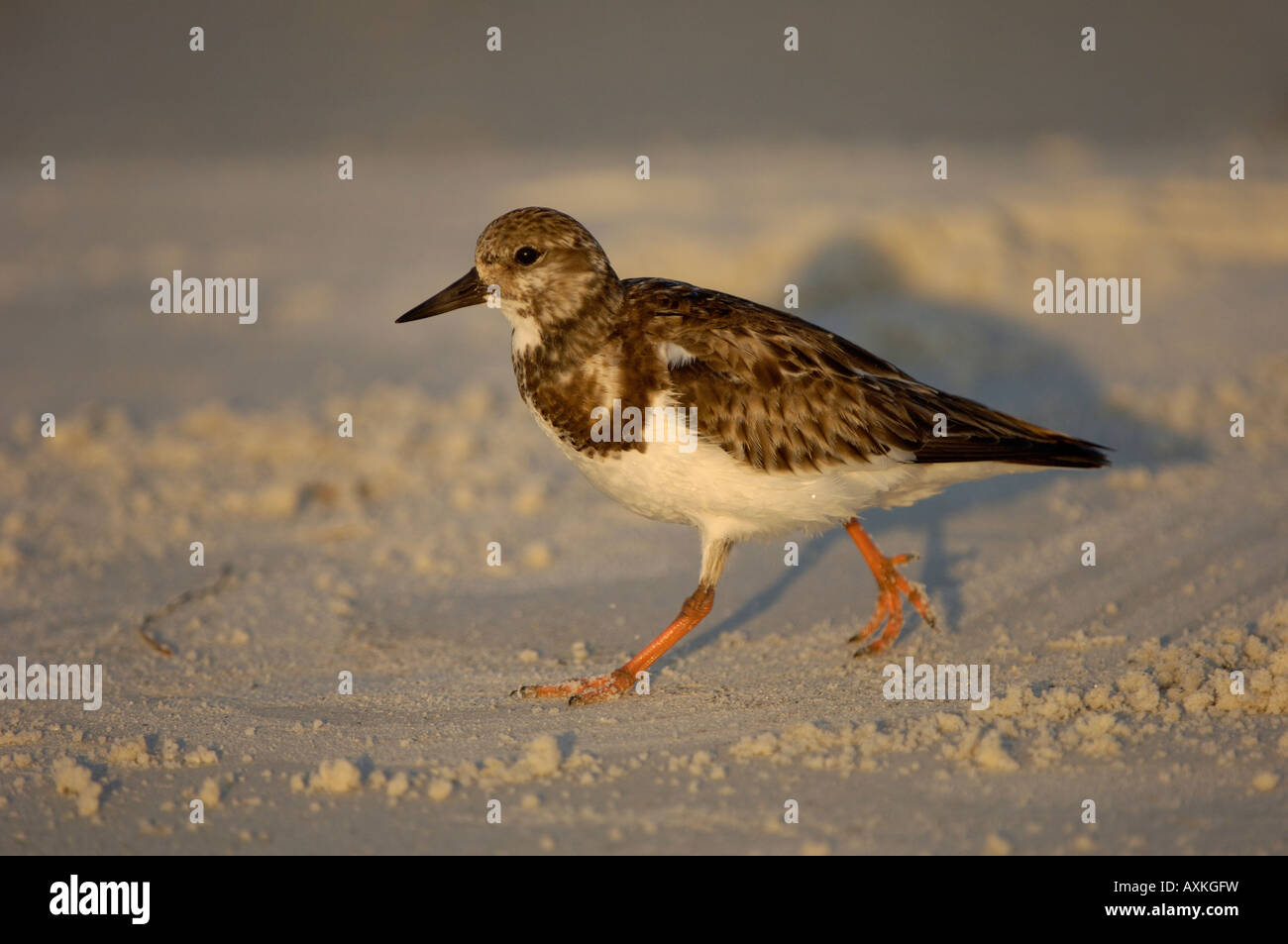 Ruddy Turnstone Arenaria interpres Florida USA walking on the beach ...