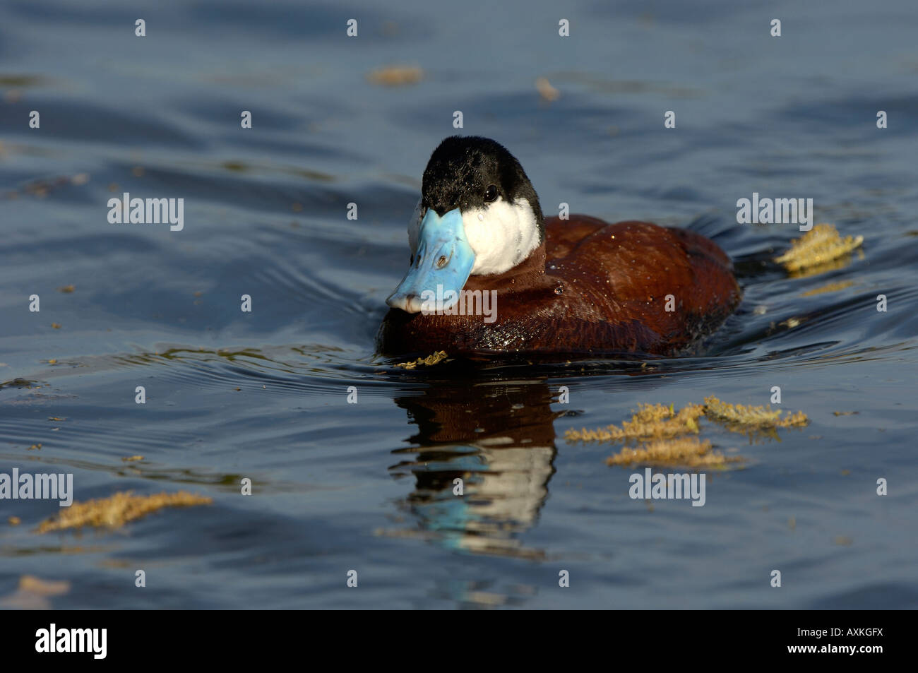 Ruddy Duck Oxyura jamaicensis drake on water Regents Park London UK ...