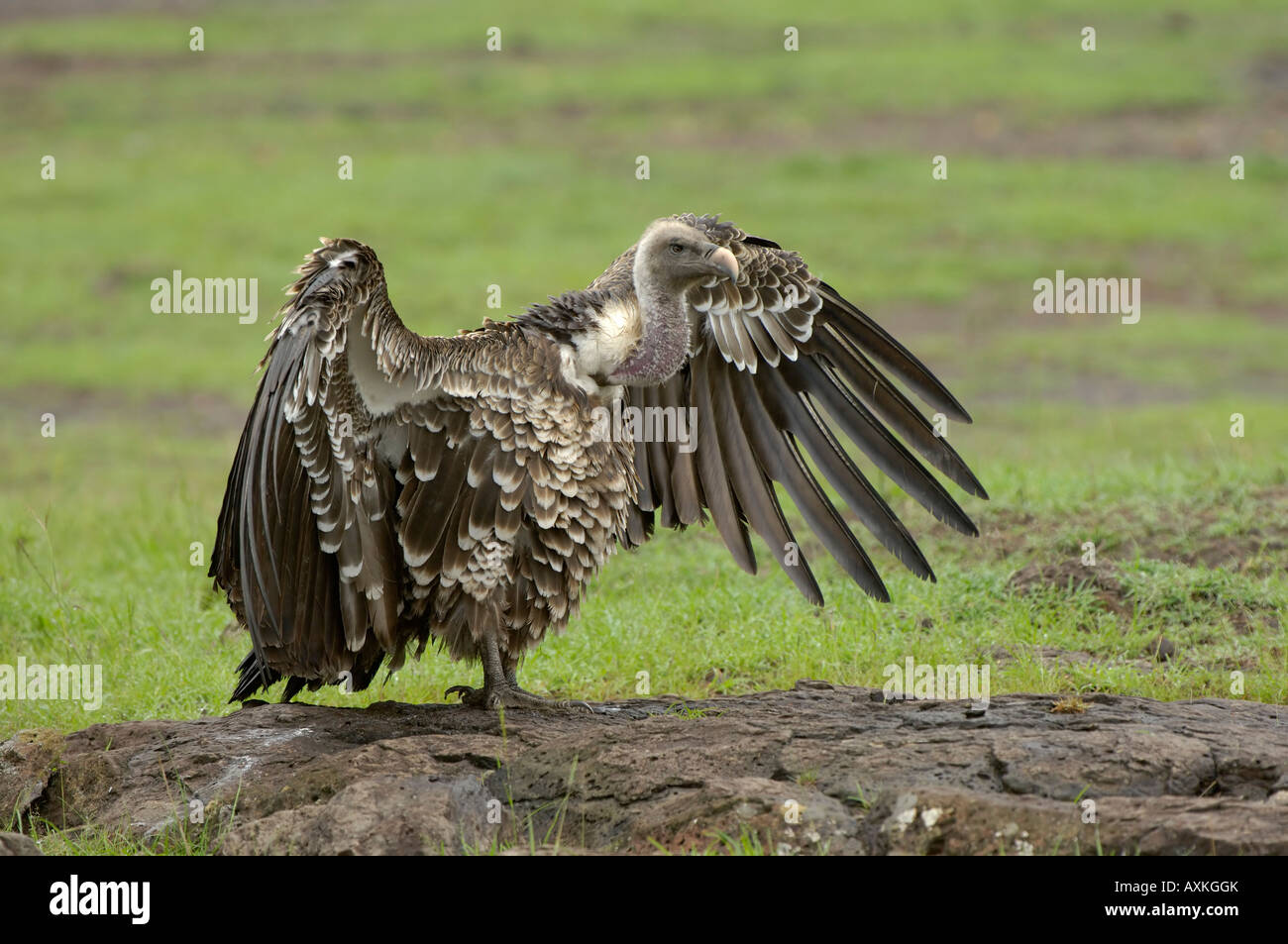 Ruppell s Vulture Gyps rueppellii Masai Mara Kenya on ground wings ...