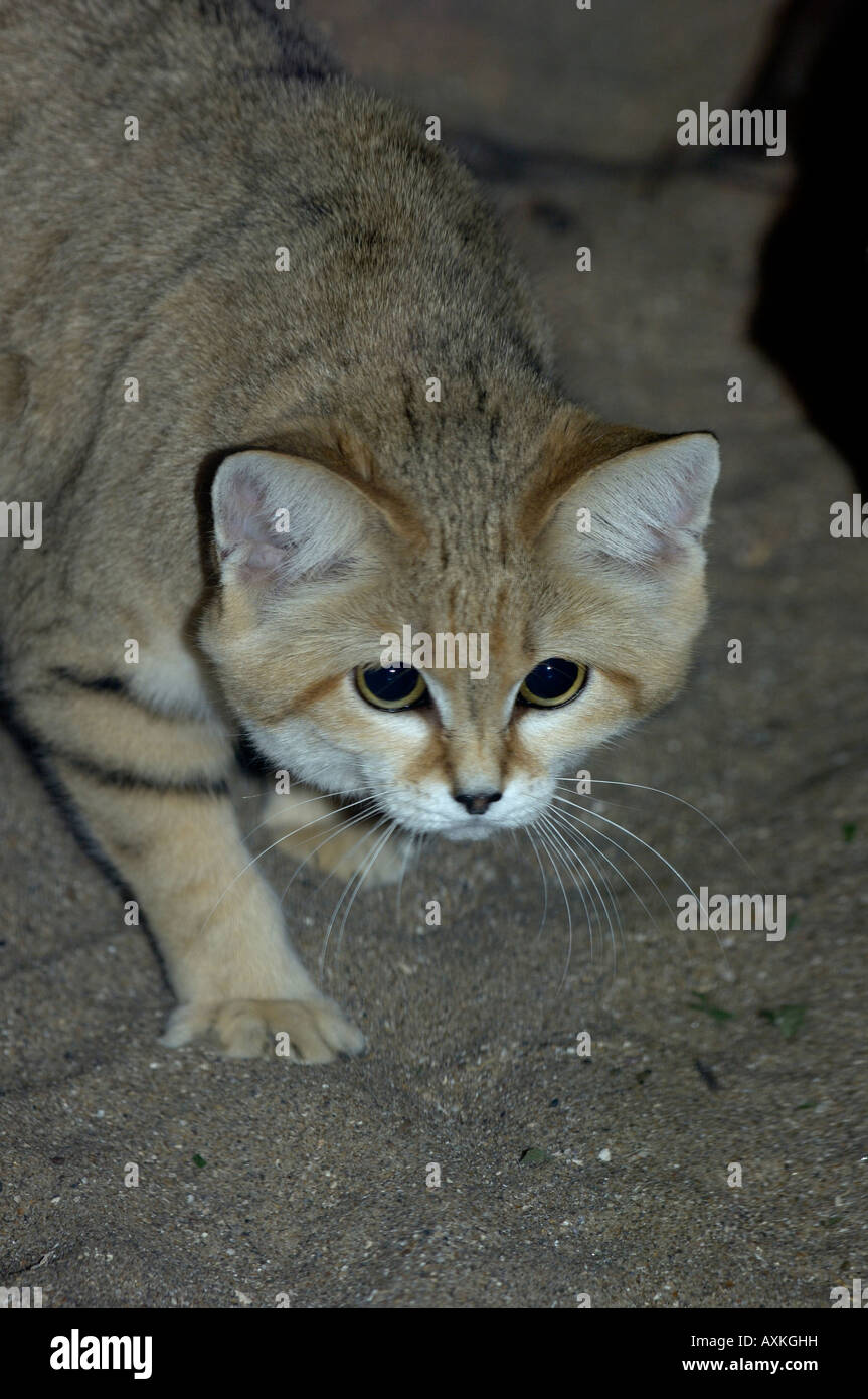 Sand Cat Felis margarita native to arid regions of Africa and Asia ...