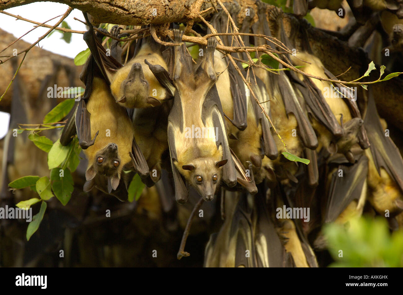 Straw coloured Fruit Bat Eidolon helvum Kasanka National Park Zambia ...