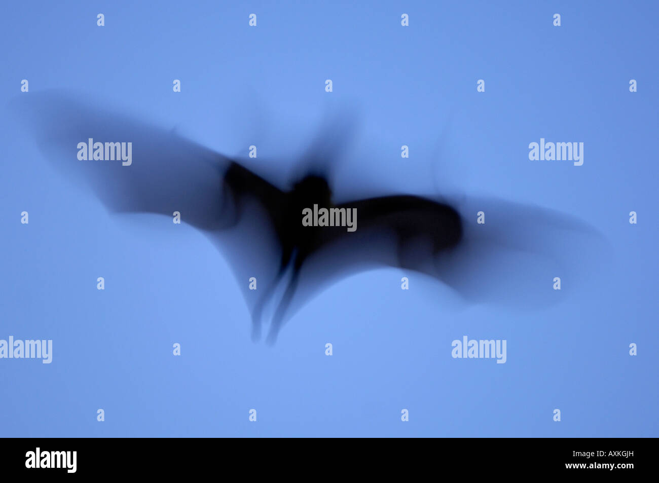 Straw coloured Fruit Bat Eidolon helvum Kasanka National Park Zambia in ...