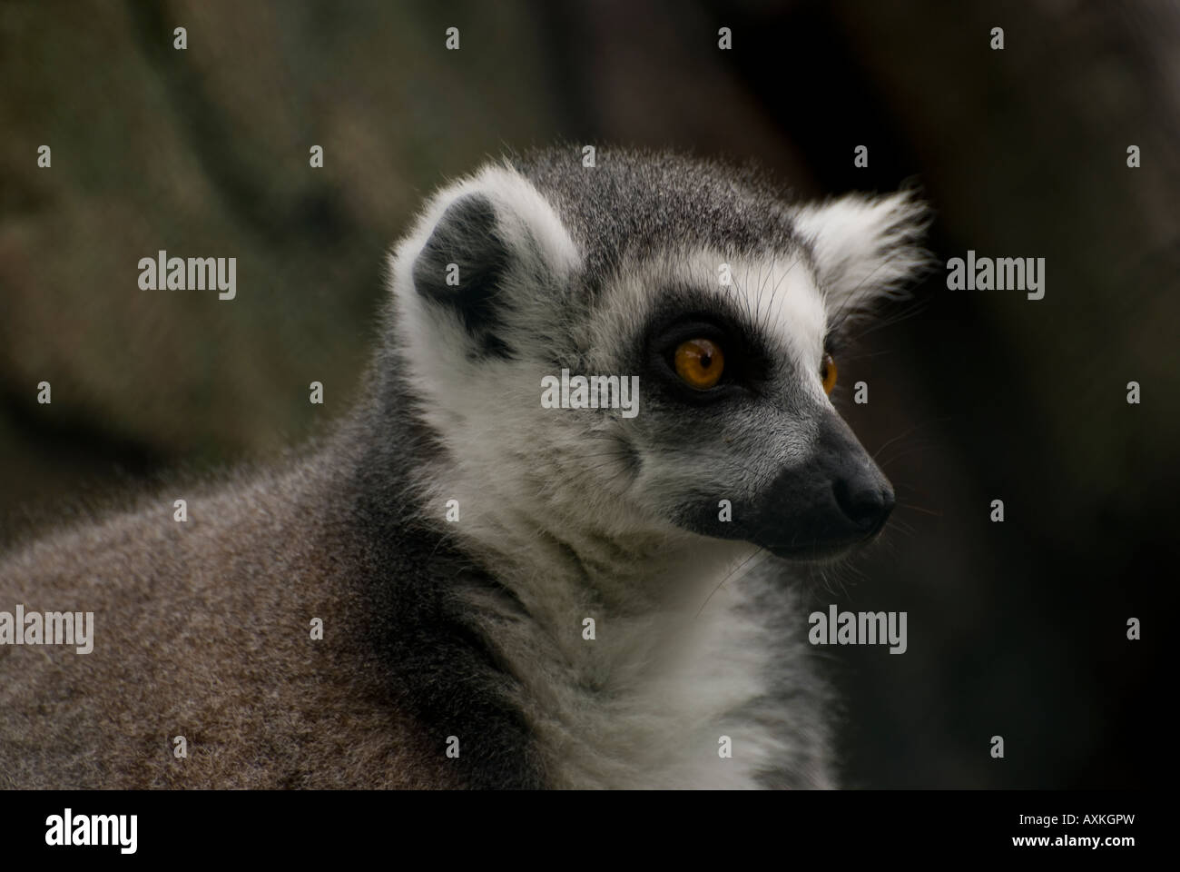Ringtailed Lemur head shot Stock Photo - Alamy