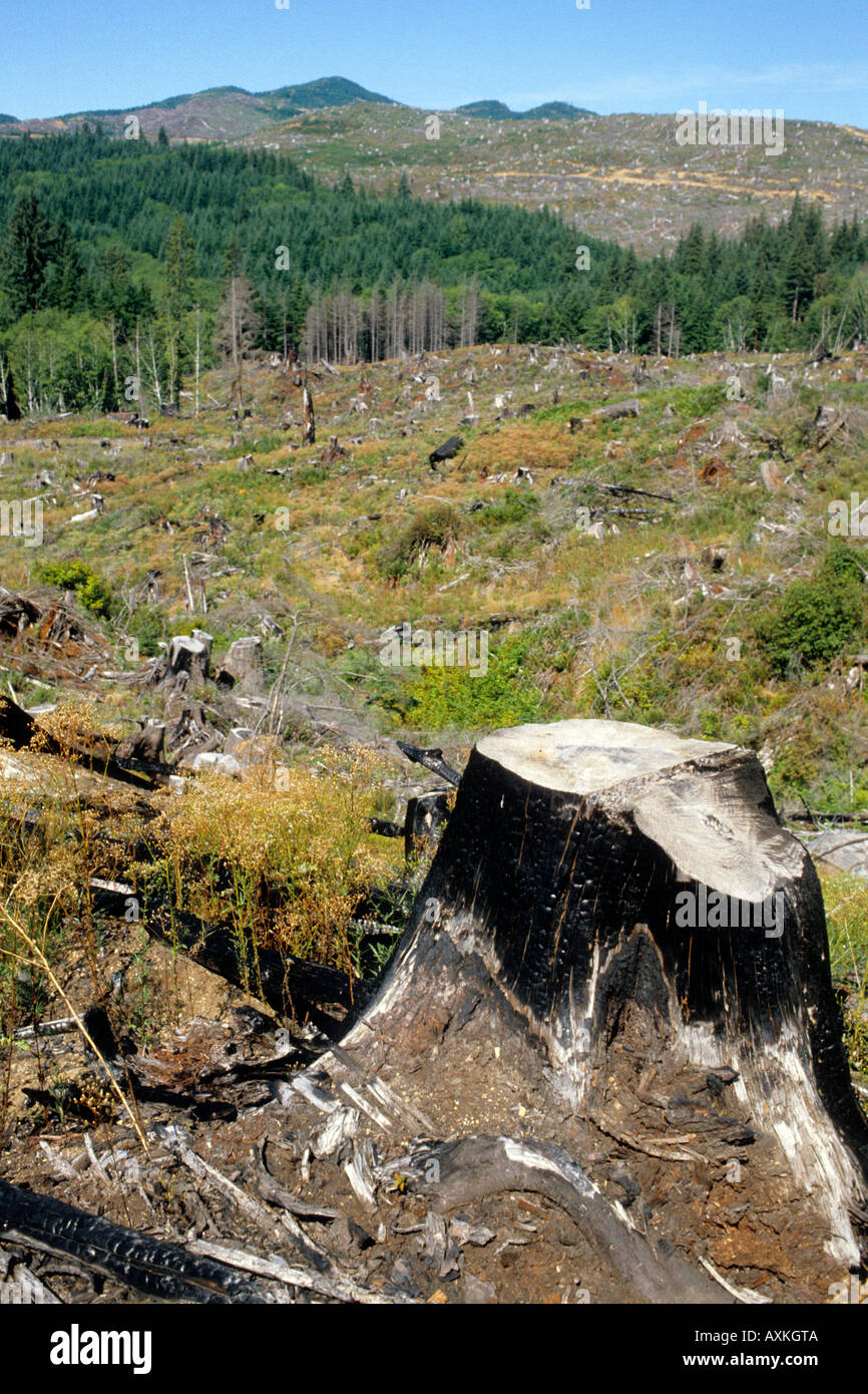 A tree stump remains from a forest fire while reforestation occurs ...