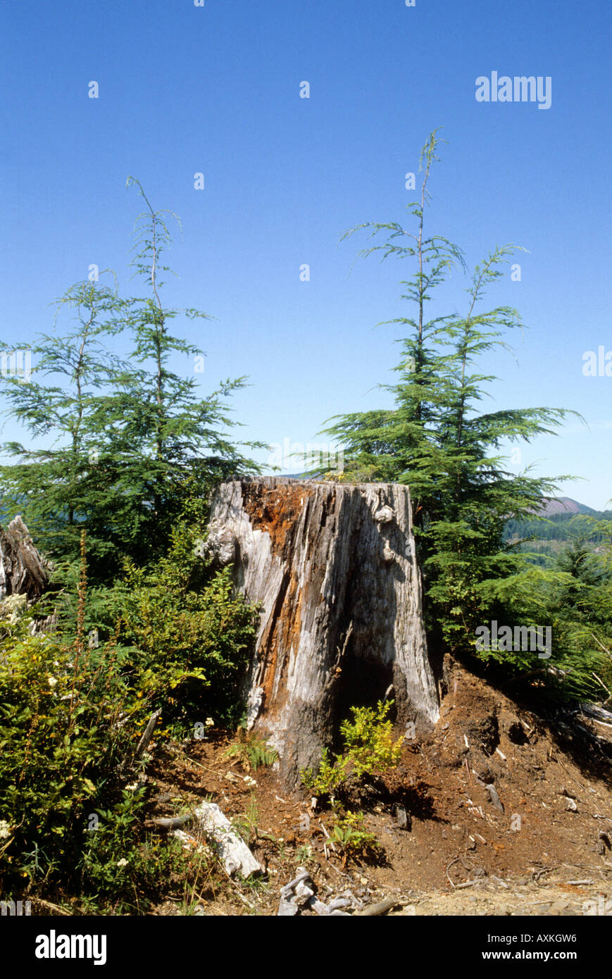 A tree stump remains from a clear cutting logging operation along with ...