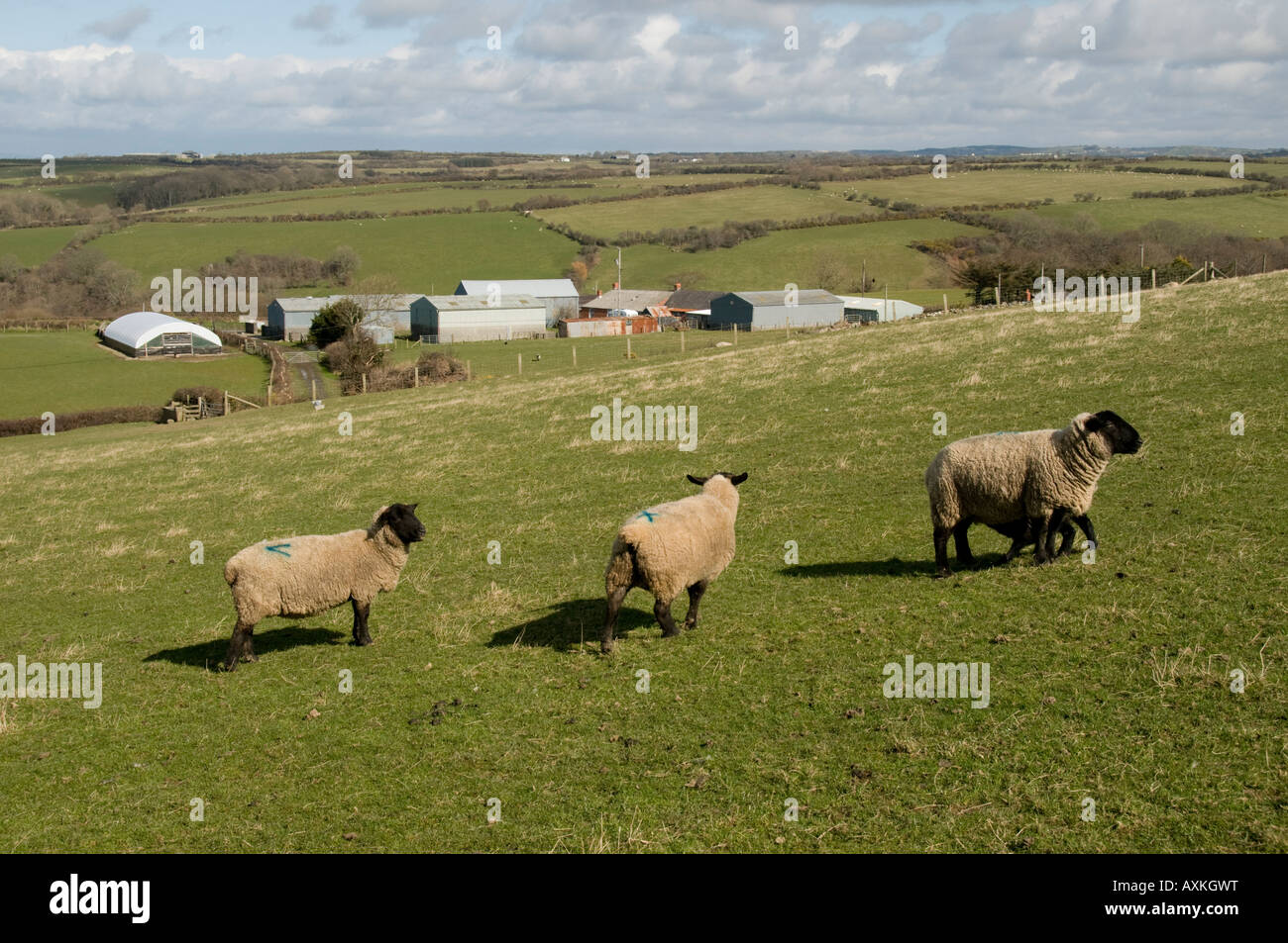 Wales upland sheep farm hi-res stock photography and images - Alamy
