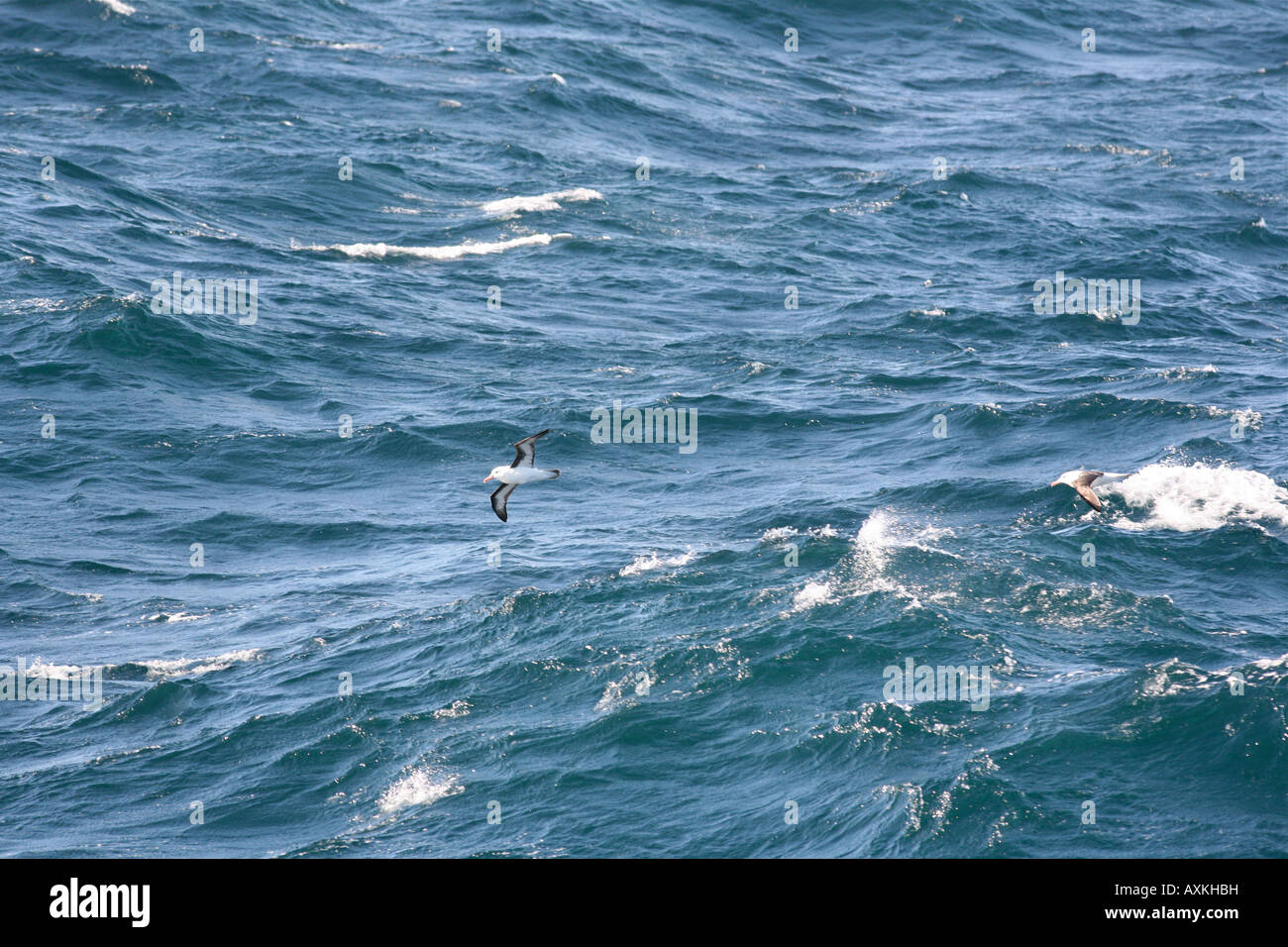 Sea birds skim the surface of the rough South Sea Stock Photo - Alamy