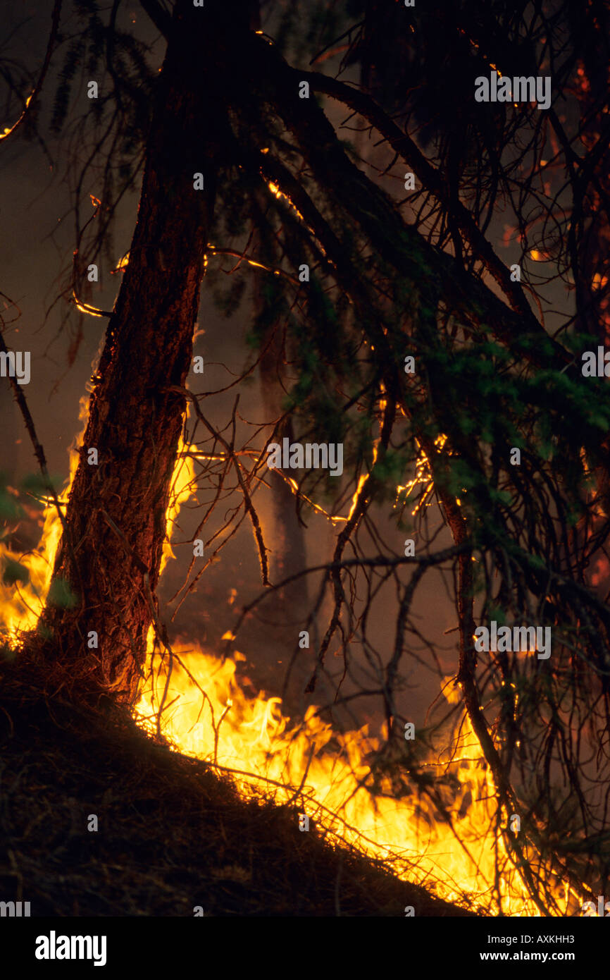 Conifer pine tree burns on a hillside in a wildfire Idaho Stock Photo ...