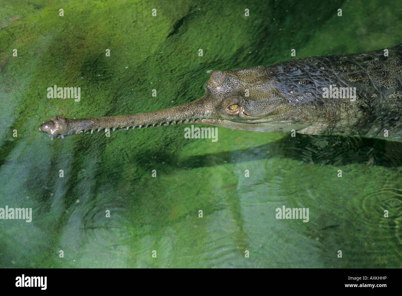 Indian Gharial, female (Gavialis gangeticus) San Diego Zoo, San Diego ...